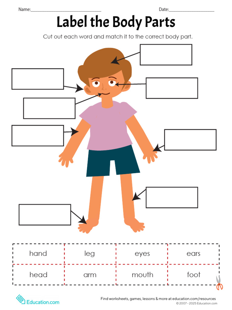 Body Parts Labeling Worksheet | PDF