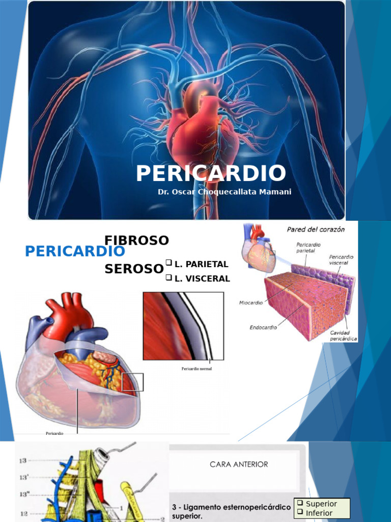 Estructura y Función del Pericardio | PDF