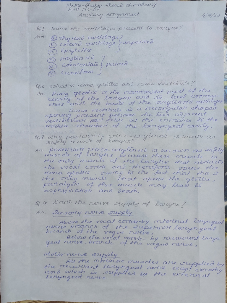 Assignment Anatomy | PDF