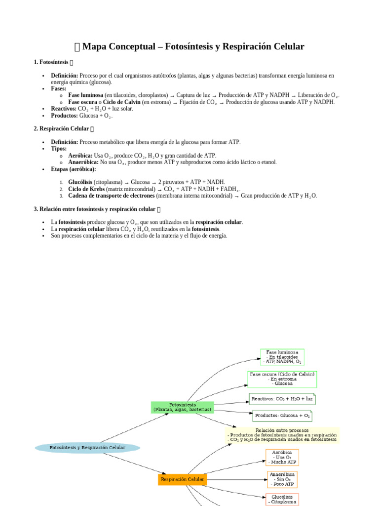 CLASE 3.PRIMER AÑO. Fotosintesis y Respiracion Celular | PDF
