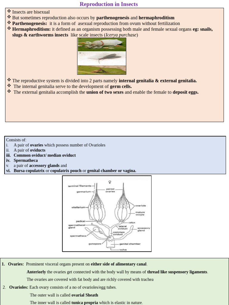 Insect Reproductive Systems Explained | PDF | Sex Organ | Ovary