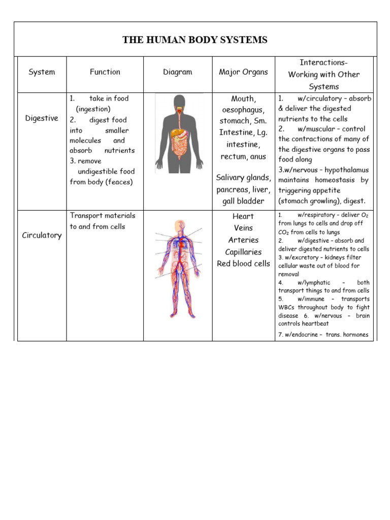 Overview of Human Body Systems | PDF | Human Body | Muscle