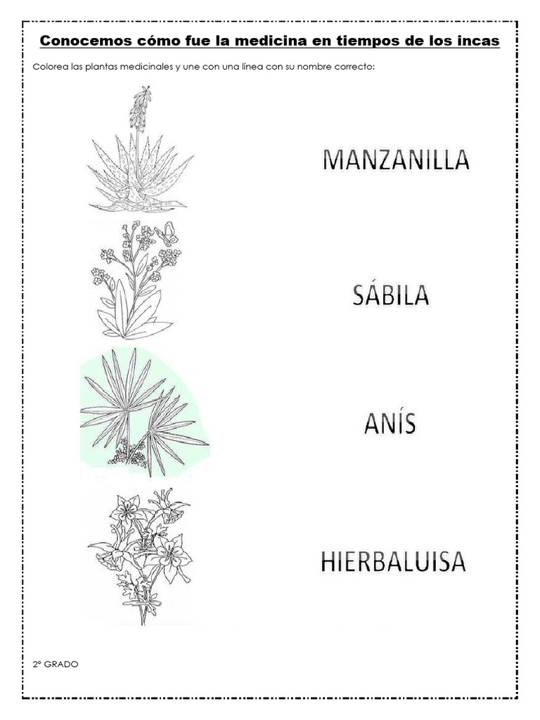 Medicina Inca y Plantas Medicinales | PDF | Plantas medicinales | Botánica
