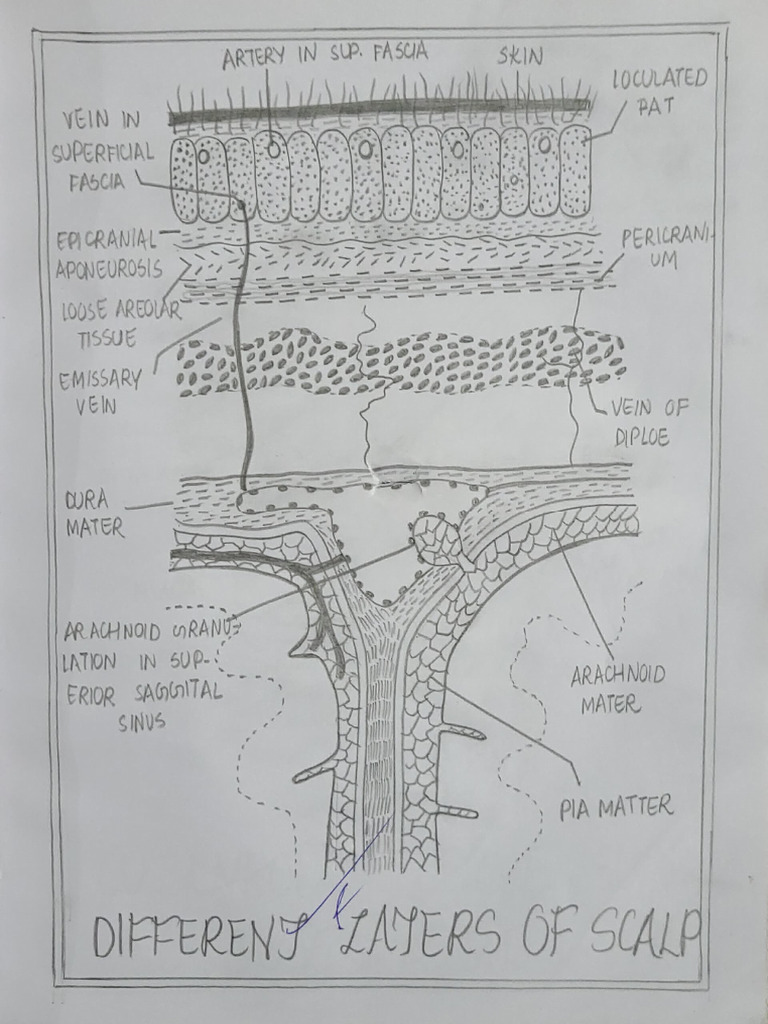 Head and Neck Gross Anatomy | PDF