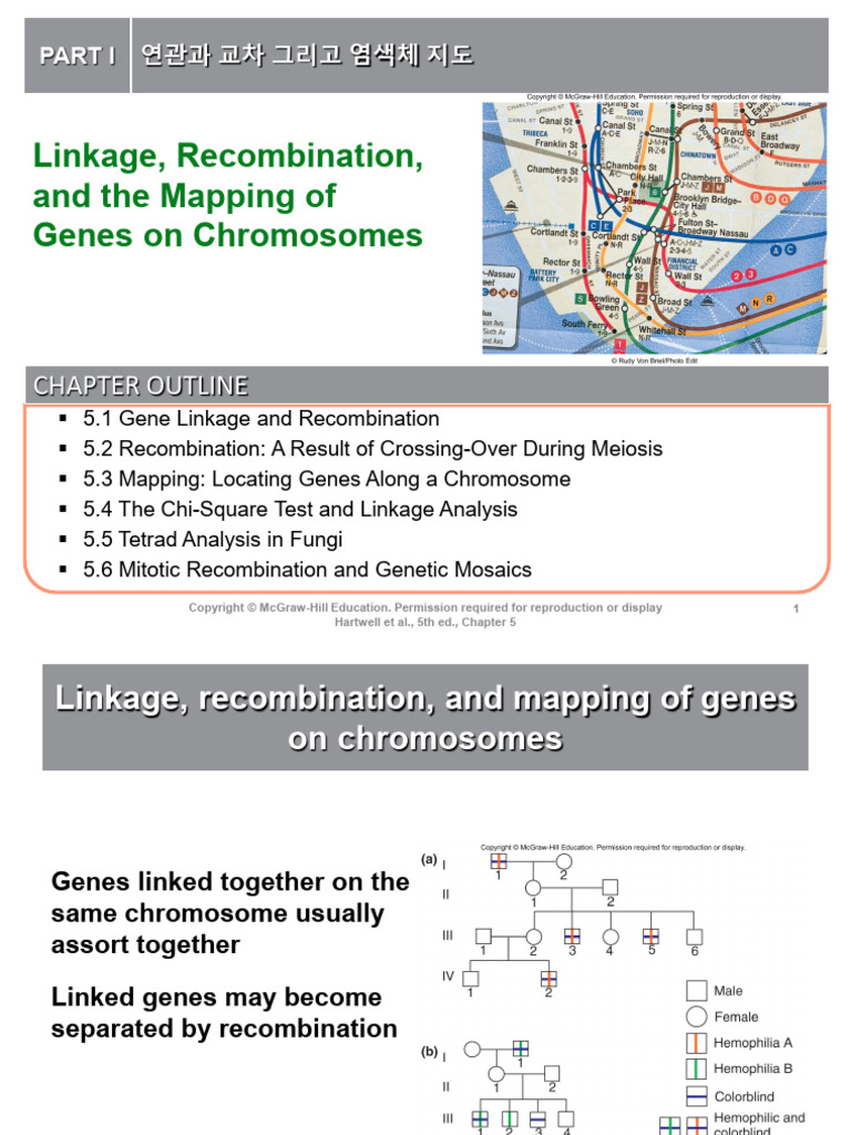 유전학의 이해 7-Chapter5-Linkage Recombination and Mapping | PDF | Genetic ...