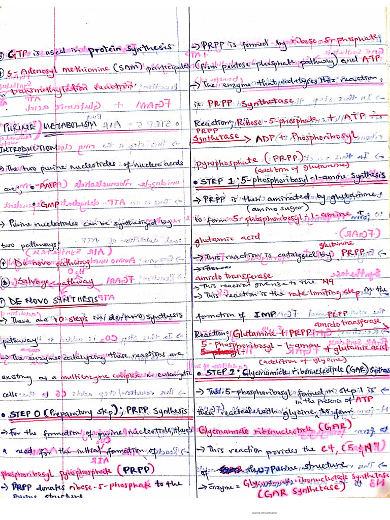 Purine Synthesis Note (Sir Bwiton) | PDF
