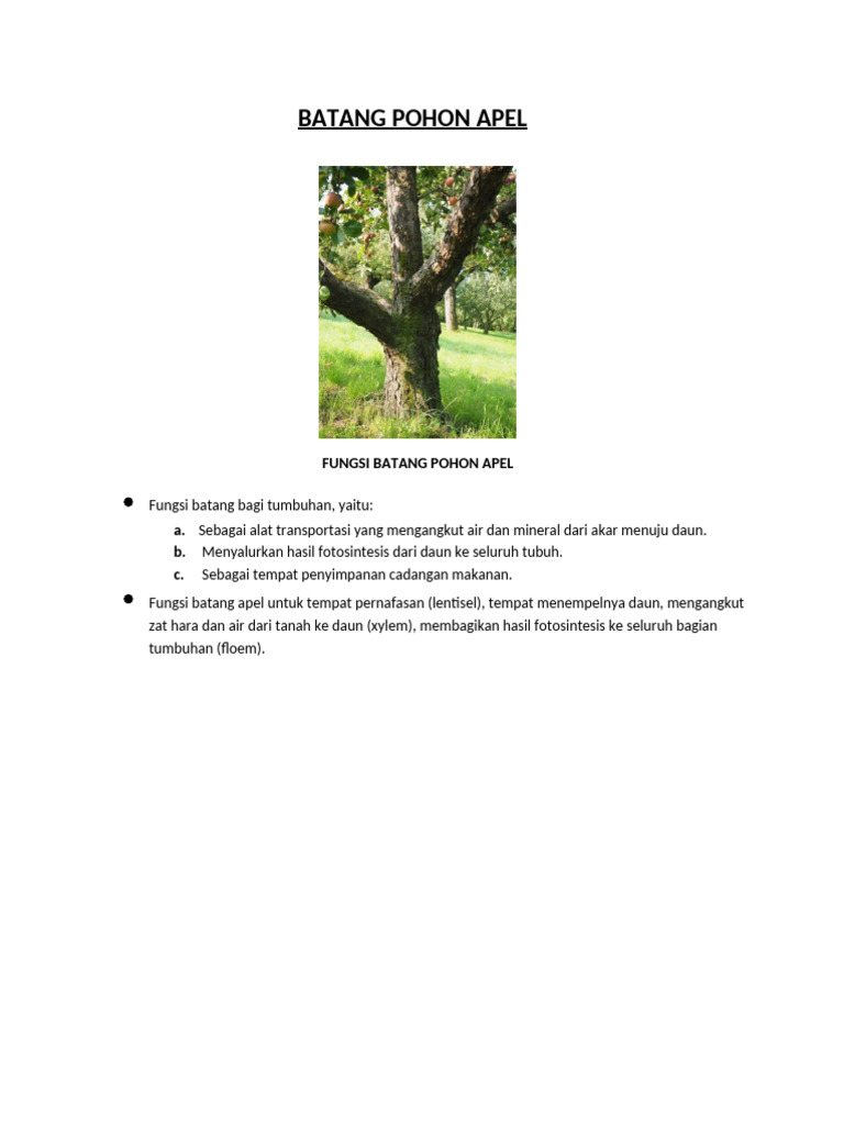 Batang Pohon Apel | PDF