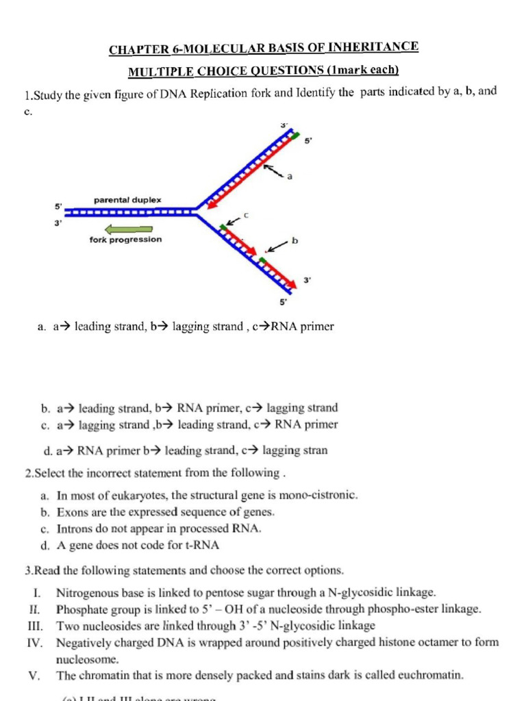 Practice Questions of Molecular Basis of Inheritance | PDF