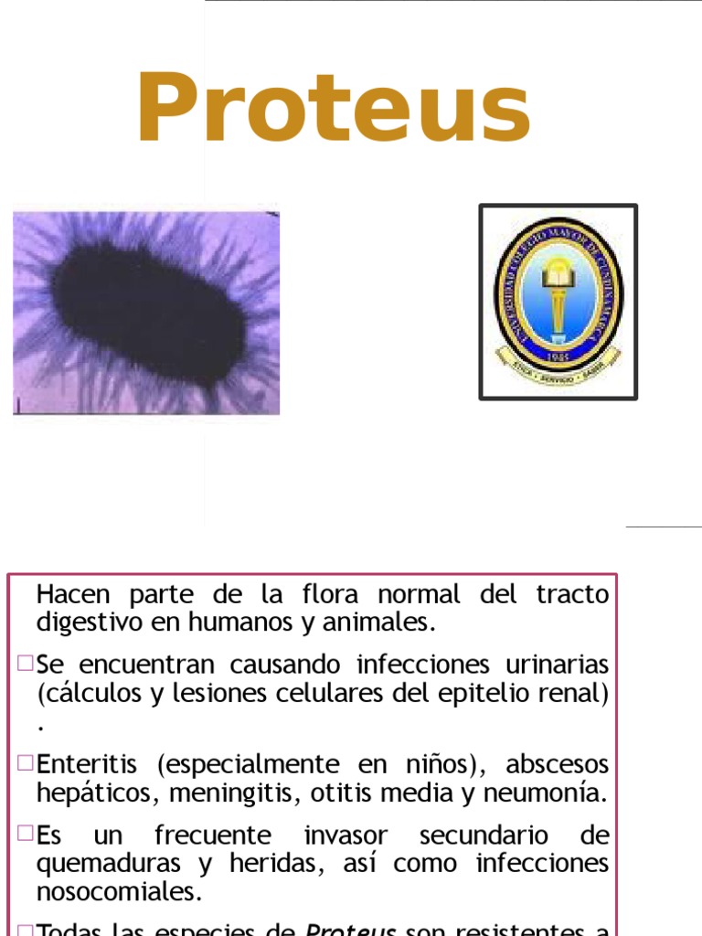 Proteus Final | PDF | Microbiología | Especialidades Medicas