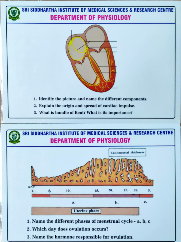Animal Charts (P) | PDF