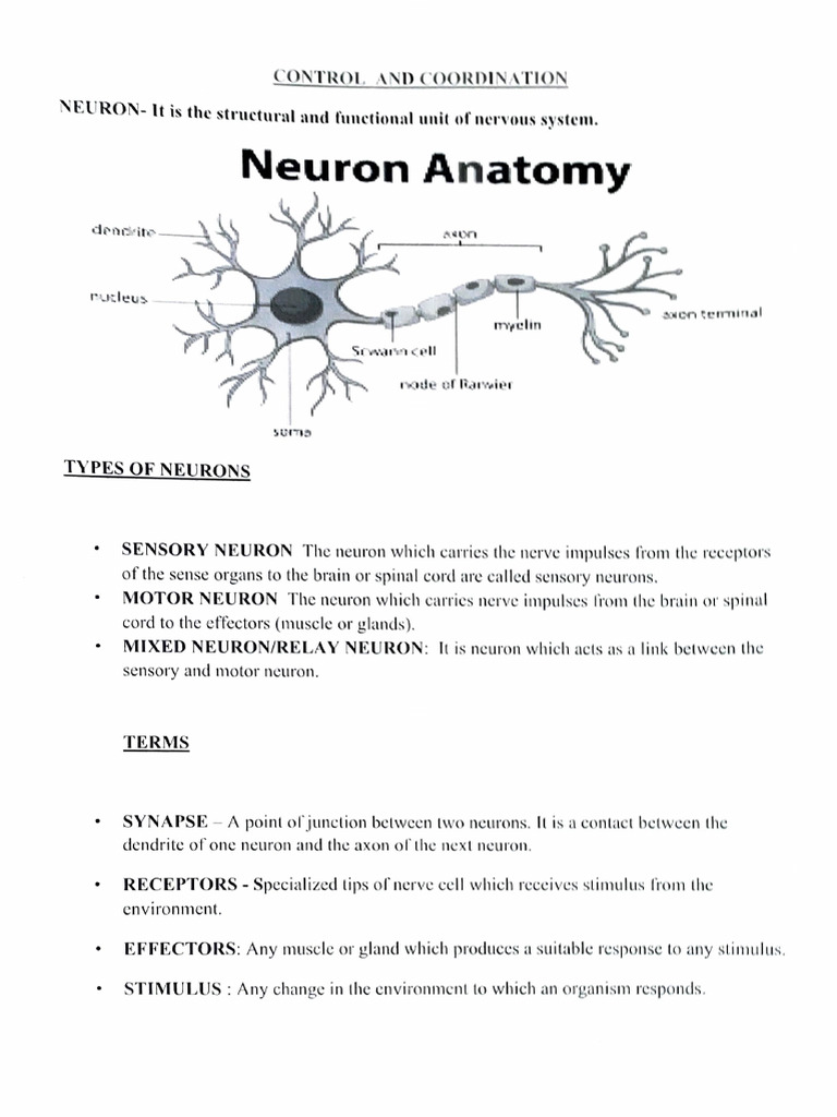 Control & Coordination | PDF