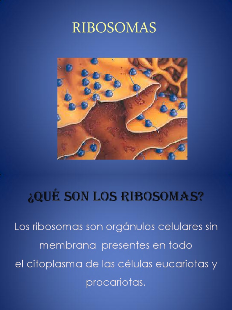 Ribosomas Procariotas Parts Of A Cell In Spanish (Free Spanish Lessons