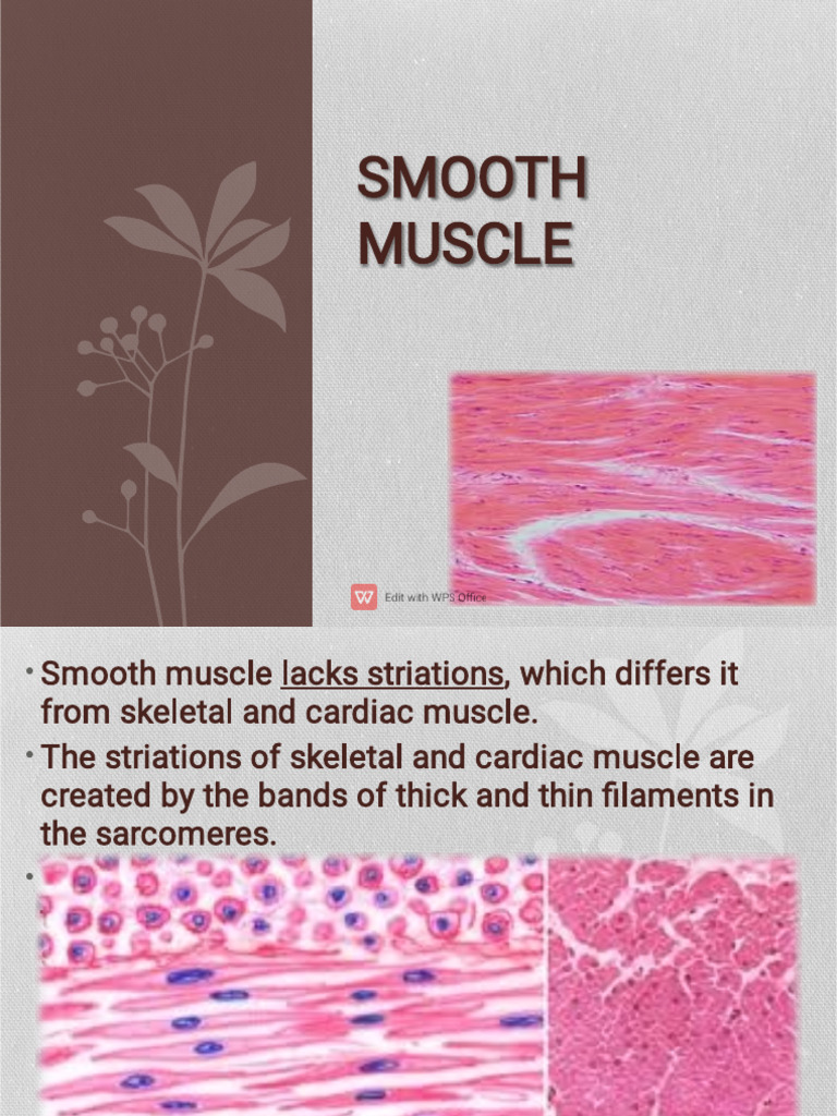 5-Smooth Musclehfnslsldjslsbslsldodhxkdm | PDF | Muscle Contraction ...