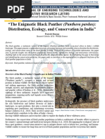 Adaptations of A Black Panther | PDF | Leopard | Cougar