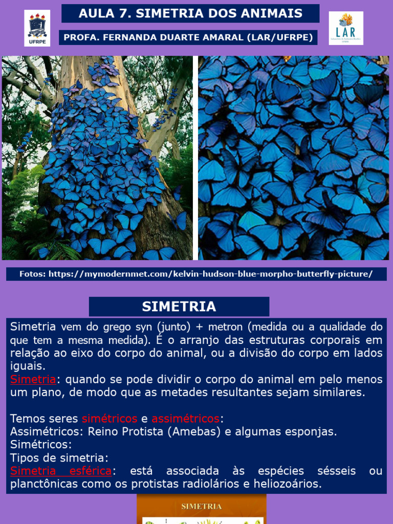 Tipos de Simetria nos Animais | PDF