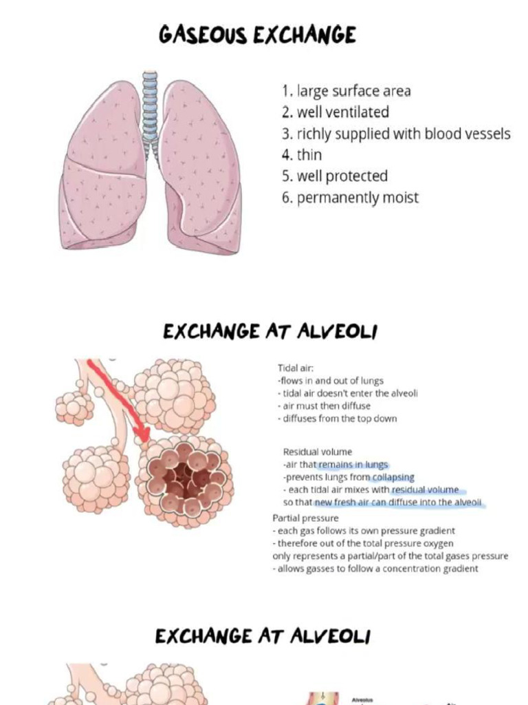 Grade 11 Gaseous Exchange | PDF