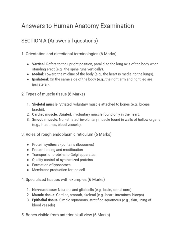 Human Anatomy Exam Answers Guide | PDF | Respiratory Tract | Muscle