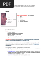 Anatomía y Fisiología de Nariz y Senos Paranasales | PDF | Nariz humana | Otorrinolaringología