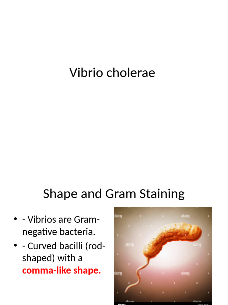 Vibrio Cholerae | PDF | Cholera | Microbiology