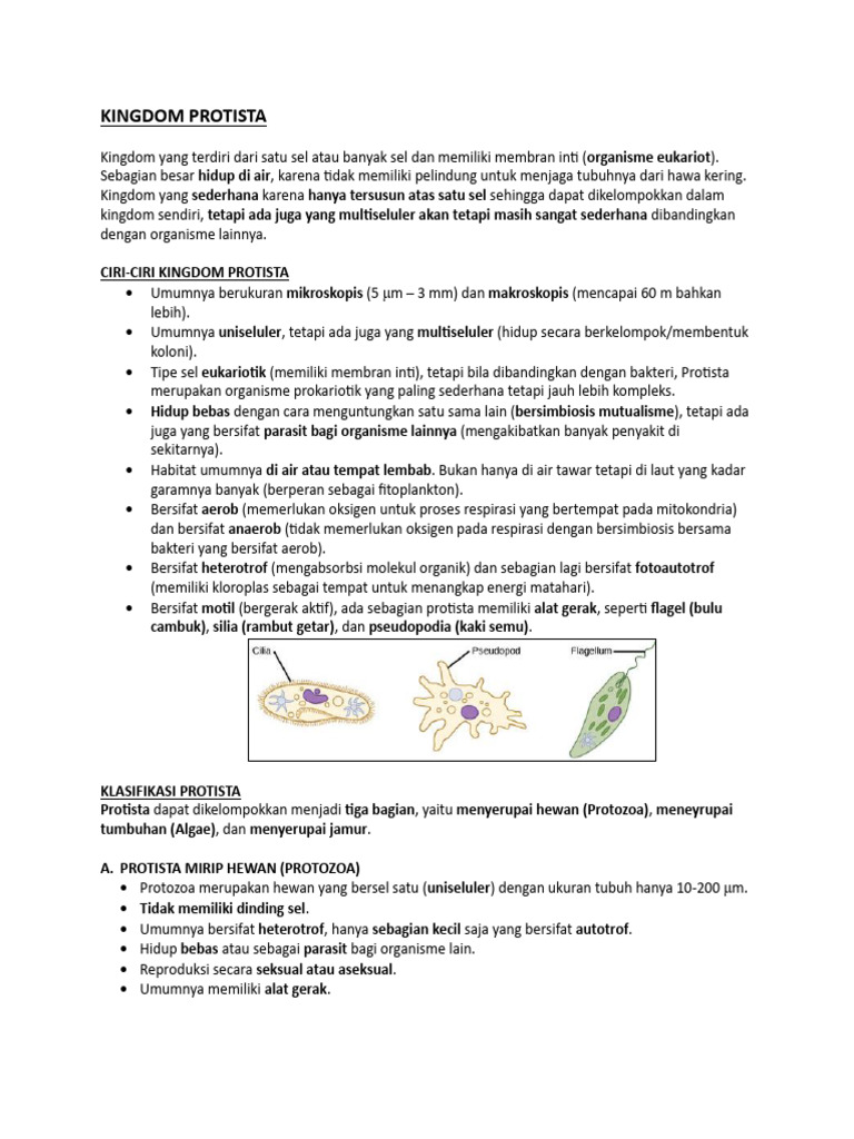 Protista Mirip Hewan: Klasifikasi dan Ciri | PDF