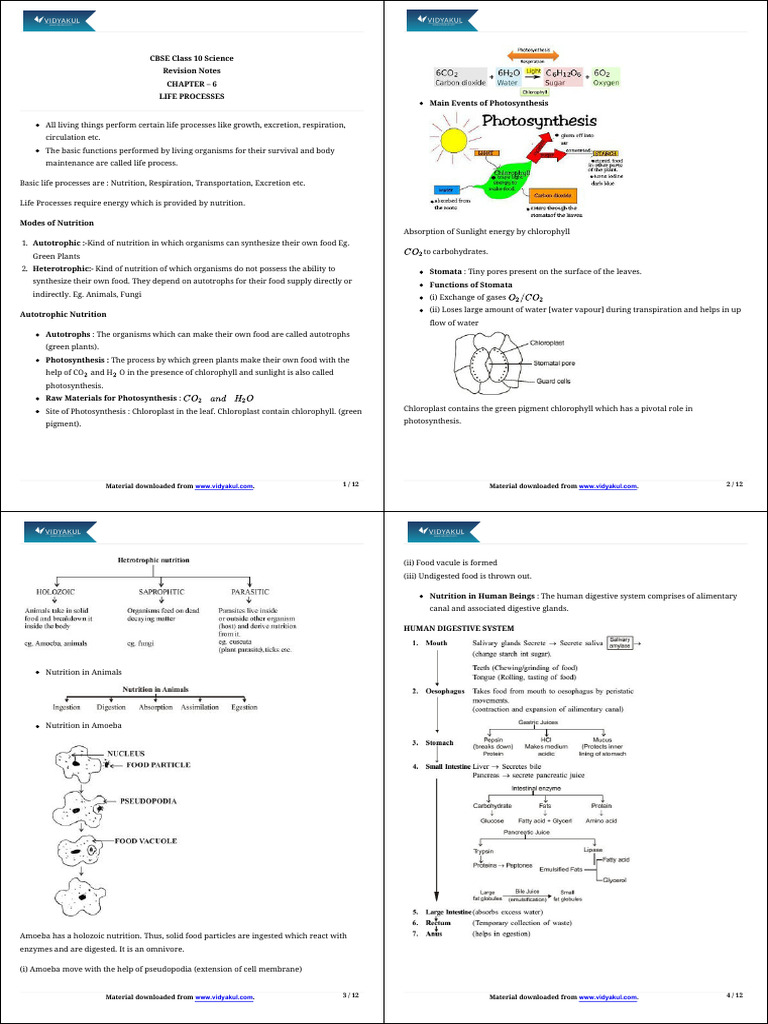 CBSE Class 10 Science: Life Processes | PDF | Kidney | Nutrition