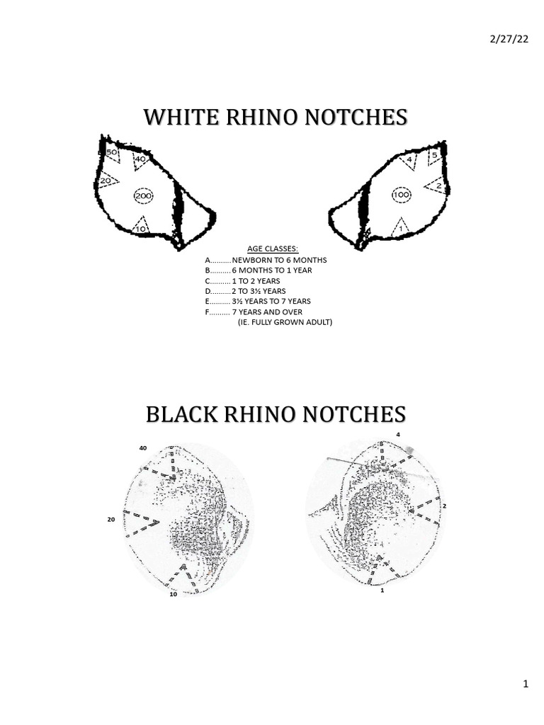 Rhino Notches | PDF