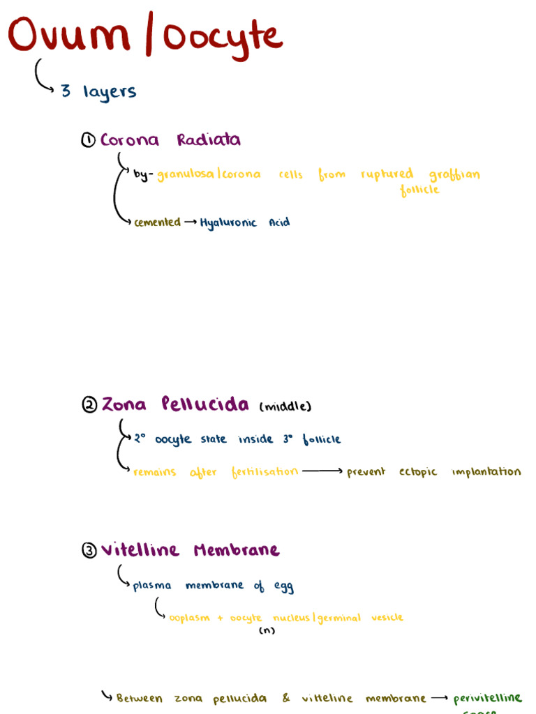 Ovum and Genesis | PDF