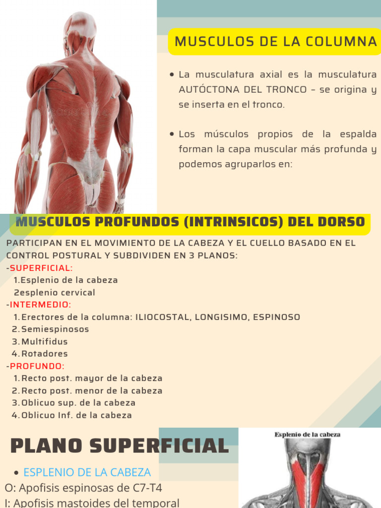 Músculos Axiales de la Columna | PDF | Abdomen | Anatomía humana