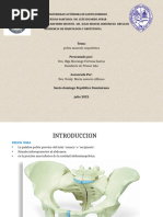 TEMA 11. Biomecánica de La Cintura Pelviana | PDF | Pelvis | Cintura