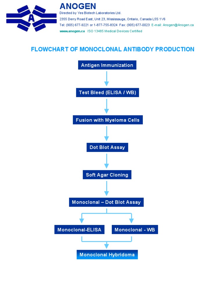 Anogen Monoclonal Antibody Production Flowchart | PDF