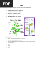 Types and Characteristics of Plant Stems | PDF | Plant Stem | Plants