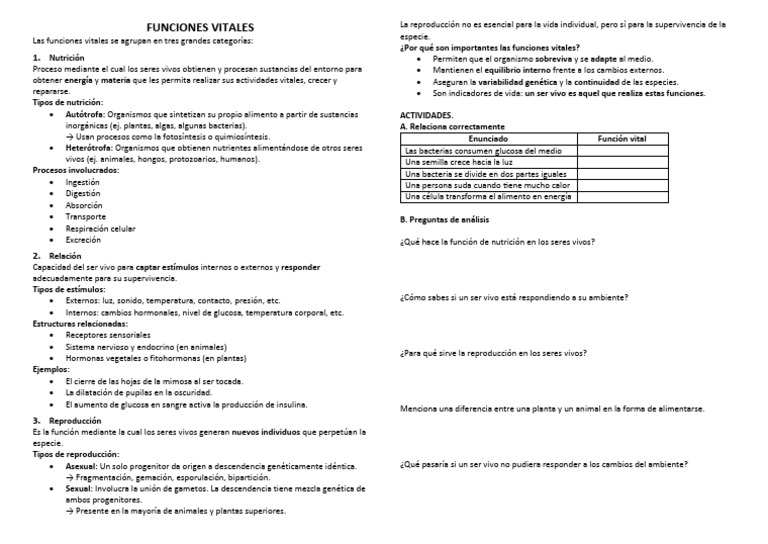 Funciones Vitales de los Seres Vivos | PDF | Plantas | Nutrición