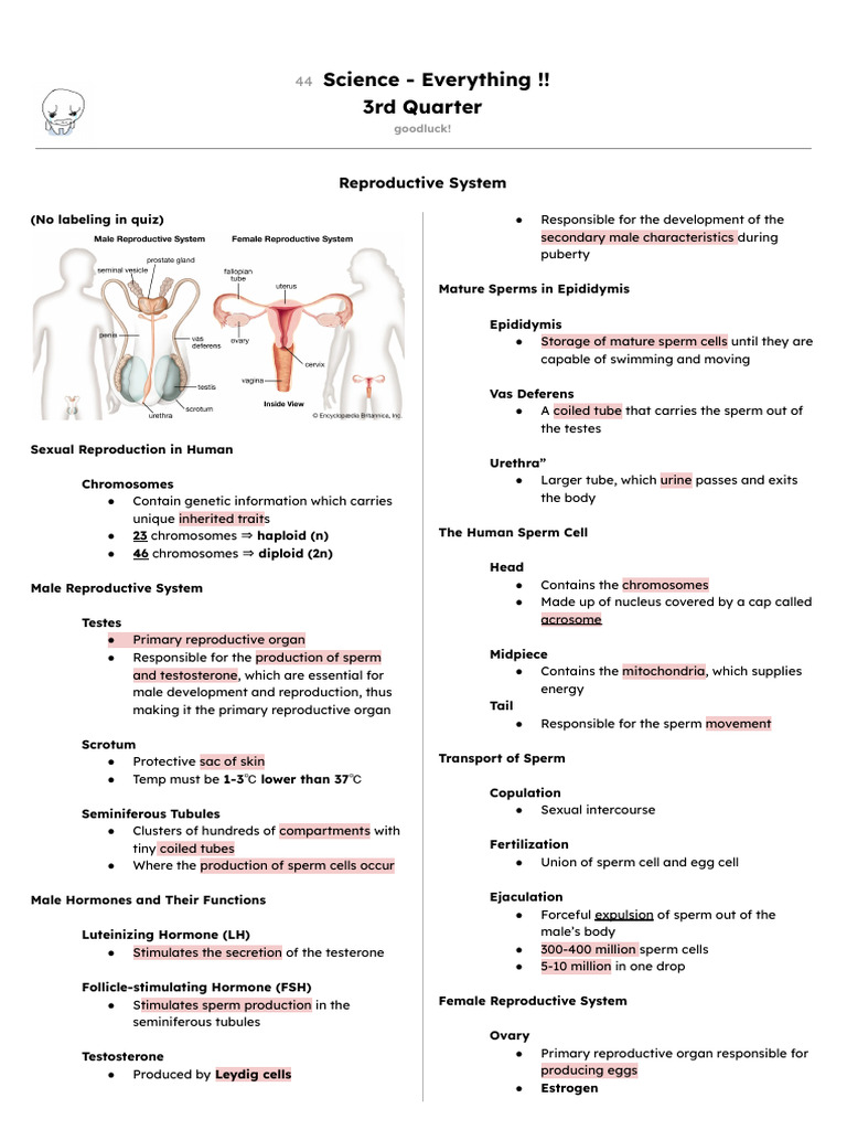 Human Reproductive System Overview | PDF | Menstrual Cycle | Dna