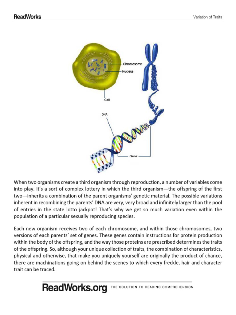 Trait Variation in Offspring Genetics | PDF | Reproduction | Genetic ...