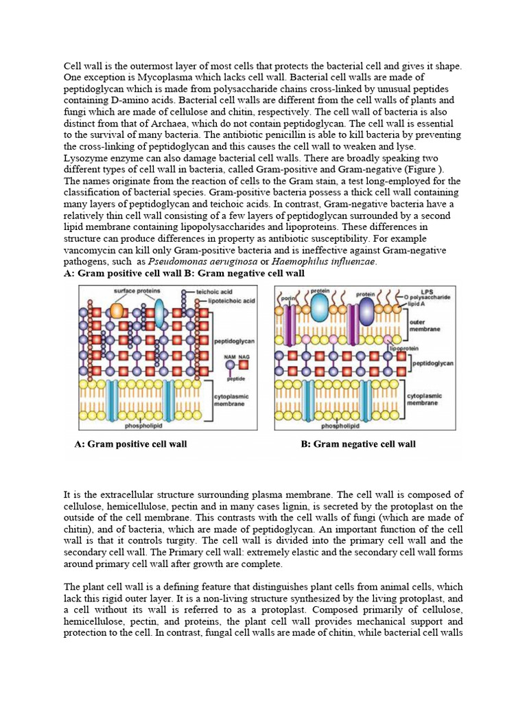 Cell Bio Notes - UG - Unit 2 | PDF | Cell Wall | Cell (Biology)