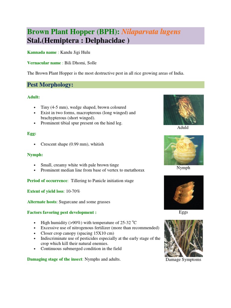BPH Rice | PDF | Pest (Organism) | Organisms