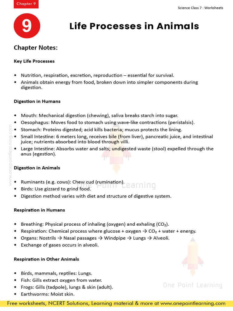 Class 7 Science Curiosity Chapter 9 Life Processes in Animals Worksheet ...