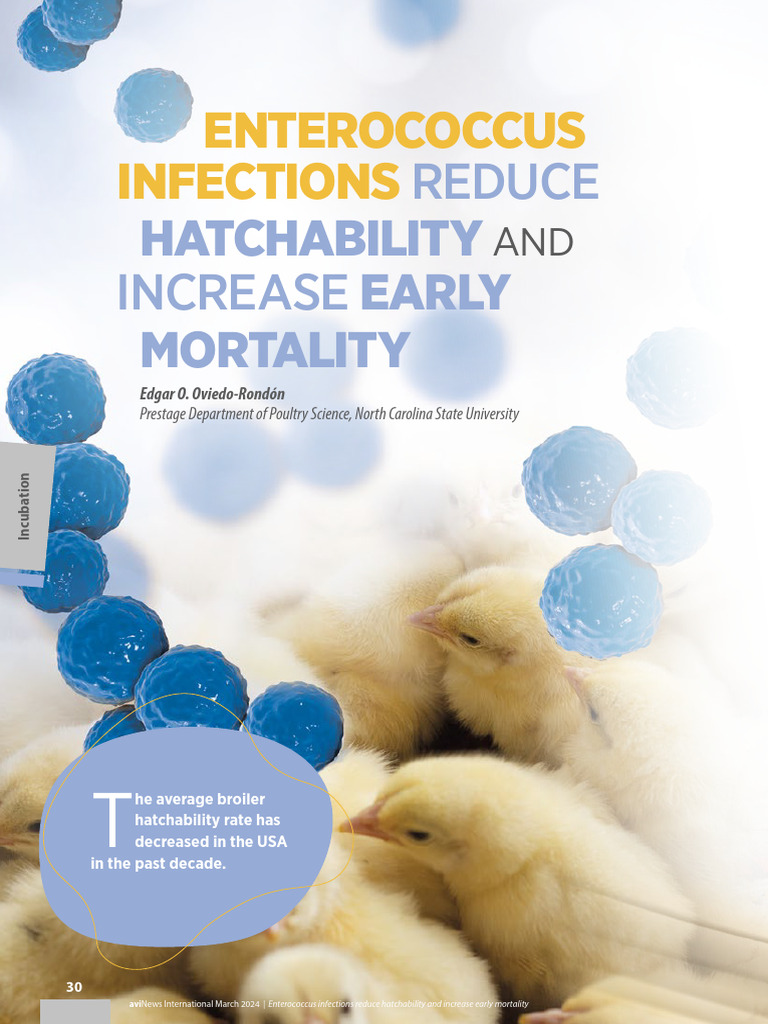 Enterococcus Infections Reduce Hatchability and Increase Early Mortality 2 | PDF | Poultry ...