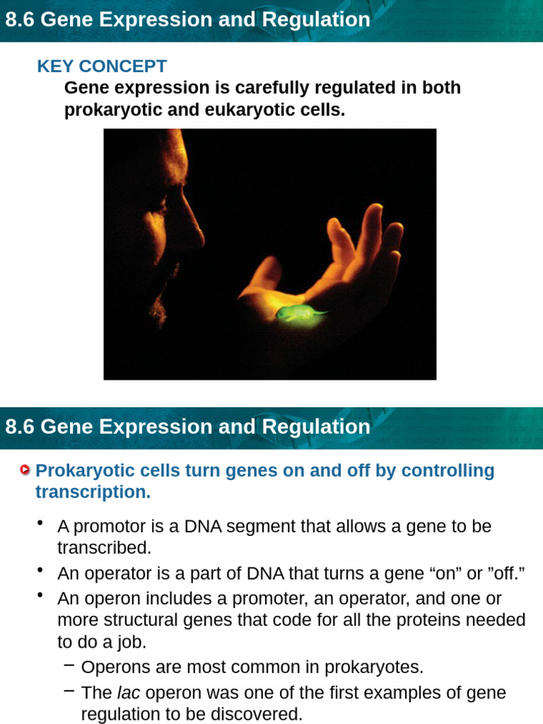 8.6 Gene Expression and Regulation | PDF