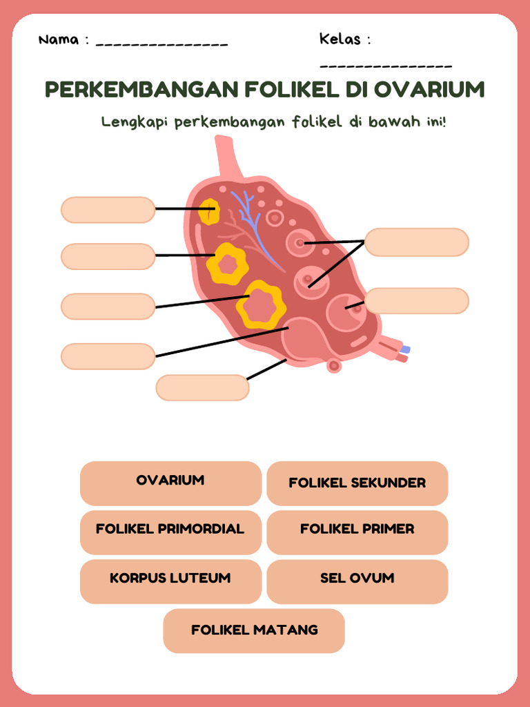 Perkembangan Folikel Ovarium | PDF