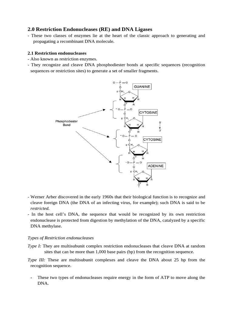 Restriction Enzymes and DNA Extraction | PDF | Agarose Gel ...
