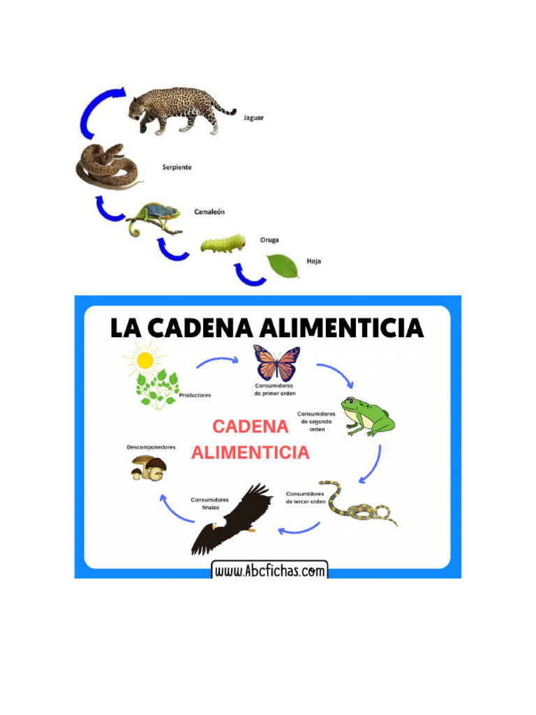 Cadena Alimenticia | PDF