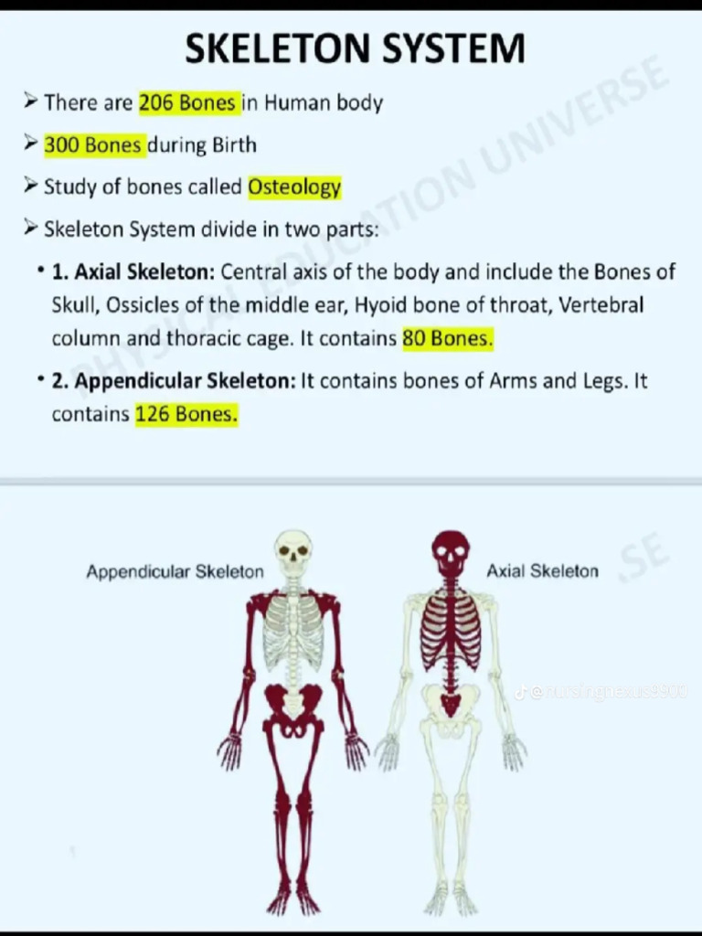 Skeletal Bone | PDF