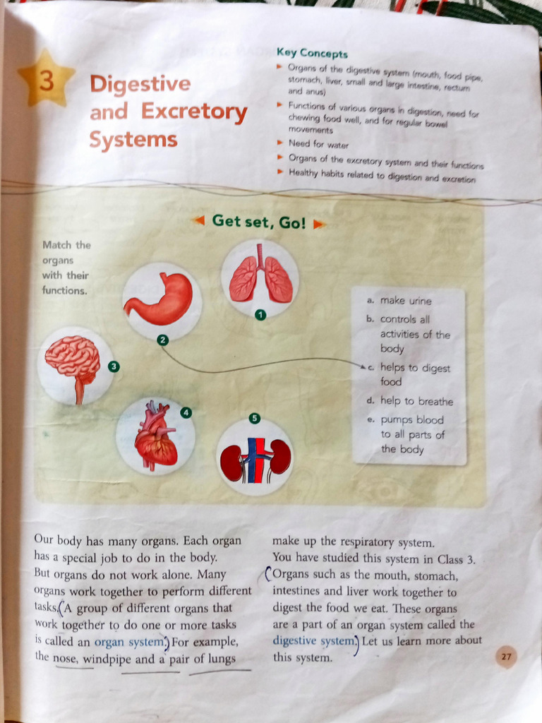Digestion and Excretion System | PDF