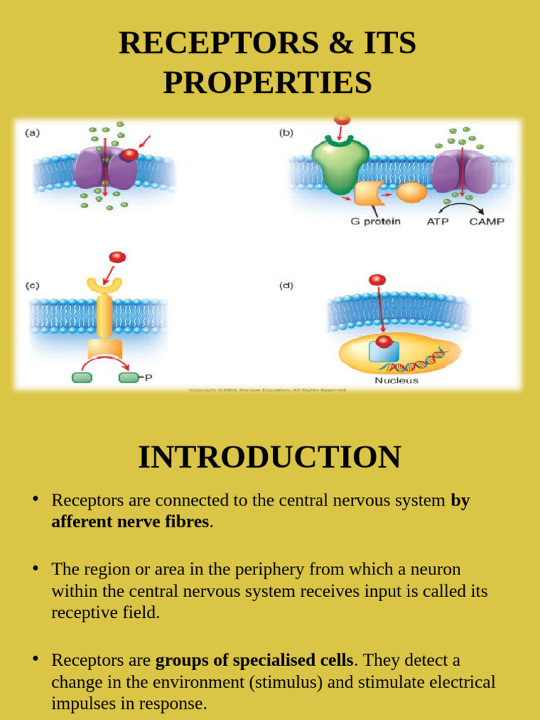 Properties and Types of Sensory Receptors | PDF | Stimulus (Physiology ...