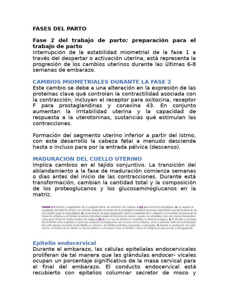 Fases del Parto: Cambios y Proceso | PDF | Parto | Placenta