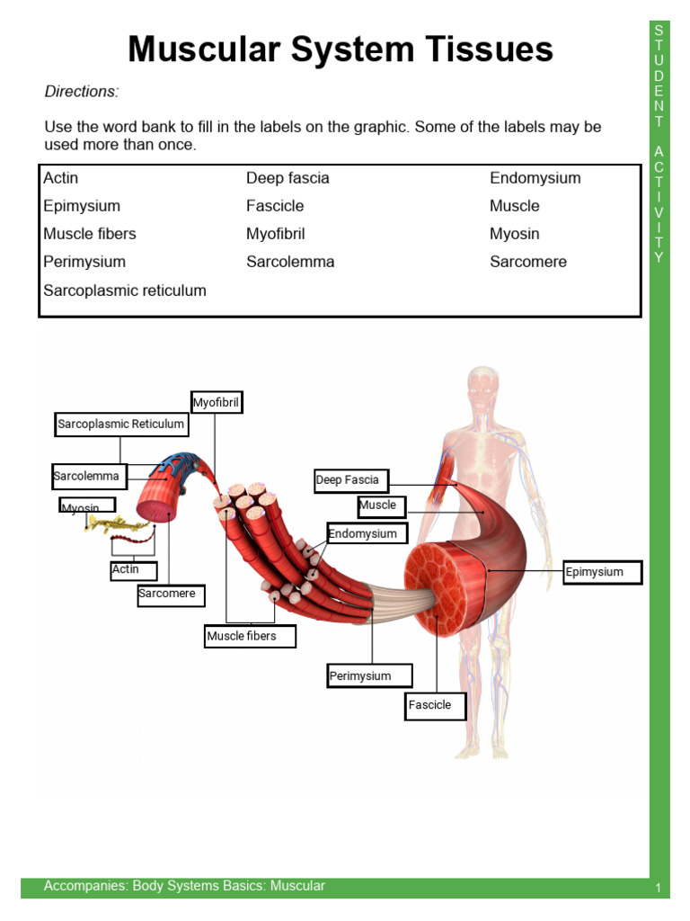 Labeling Muscular System Tissues | PDF