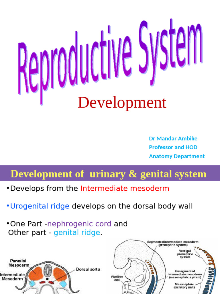 Reproductive System Development | PDF | Testicle | Sex