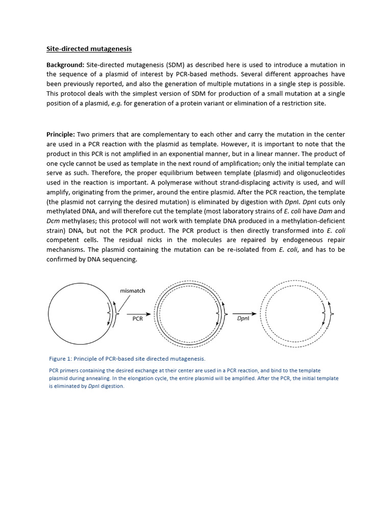 PCR-Based Site-Directed Mutagenesis | PDF | Polymerase Chain Reaction ...