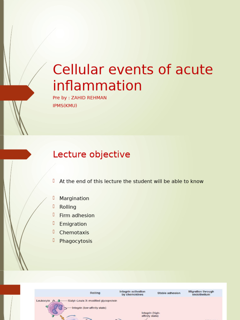 Cellular Events in Acute Inflammation | PDF | Cell Adhesion | Biology
